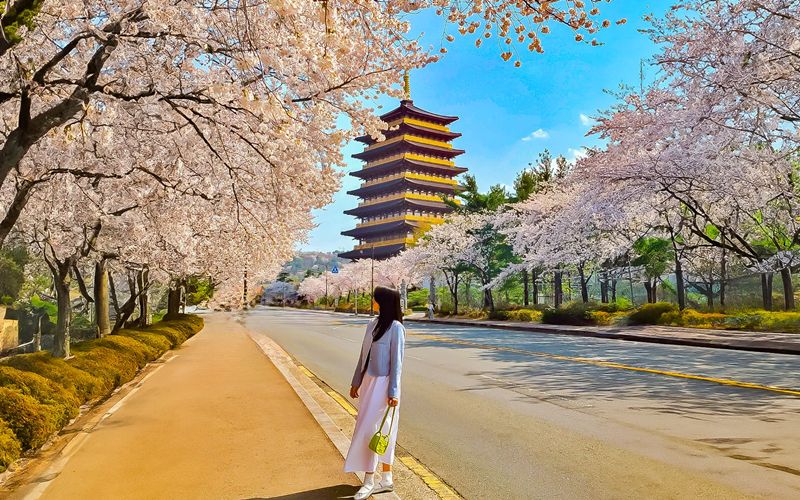 Japón y Corea del Sur durante la floración de los cerezos - Mundo Asia